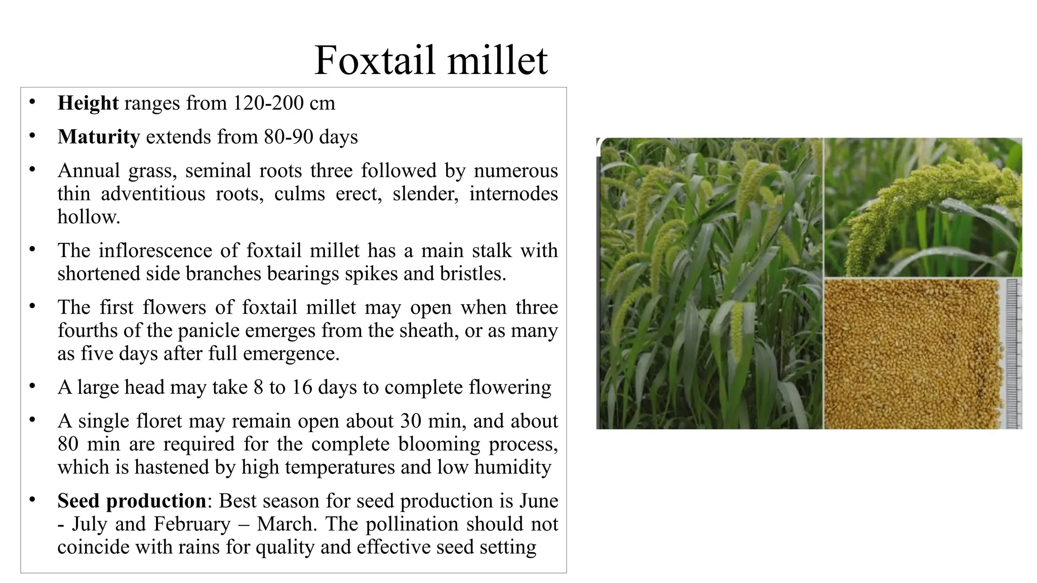 seed production technology in millets(finger millet) | PPTX