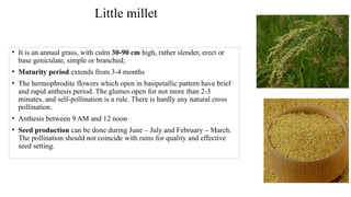 seed production technology in millets(finger millet) | PPTX