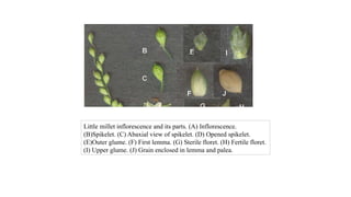 seed production technology in millets(finger millet) | PPTX