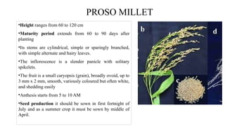 seed production technology in millets(finger millet) | PPTX