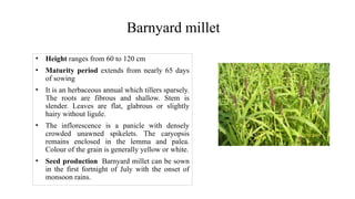 seed production technology in millets(finger millet) | PPTX