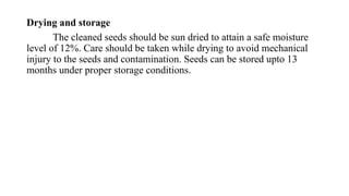 seed production technology in millets(finger millet) | PPTX