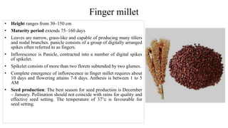 seed production technology in millets(finger millet) | PPTX