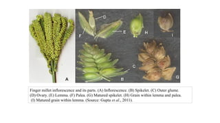 seed production technology in millets(finger millet) | PPTX