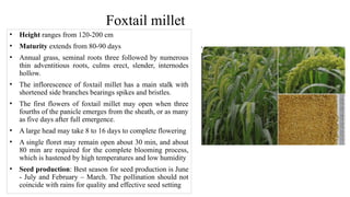 seed production technology in millets(finger millet) | PPTX