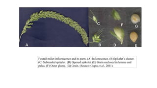 seed production technology in millets(finger millet) | PPTX