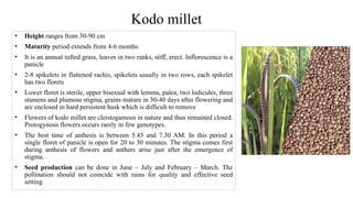 seed production technology in millets(finger millet) | PPTX
