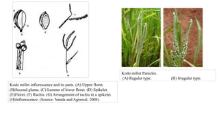 seed production technology in millets(finger millet) | PPTX
