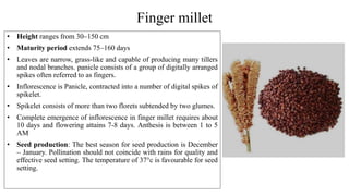 Gaurangi seed tech.pptx