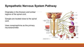 GAURAV(2404),SAURABH(2404),ADITYA(2403),APARNA(2403)AUTONOMOUS NERVOUS ...