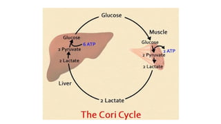 Gaurav (CORI CYCLE) - Powerpoint presentation | PPTX