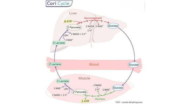 Gaurav (CORI CYCLE) - Powerpoint presentation | PPTX | Endocrine and Metabolic Diseases ...
