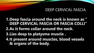 Gaurav kasuhik(deep cervical fascia).pptx