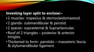 Gaurav kasuhik(deep cervical fascia).pptx