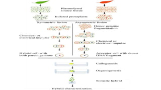 Symmetric & Asymmetric Hybrid and Cybrid | PPTX