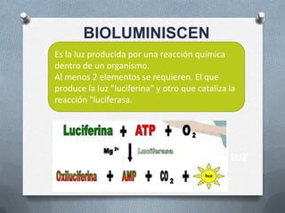 Gaussia luciferasa como marcador biológico | PPTX