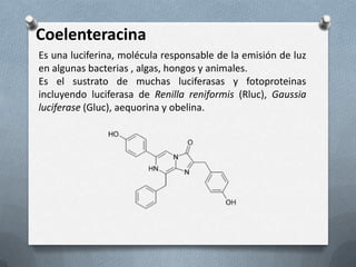 Gaussia luciferasa como marcador biológico | PPTX