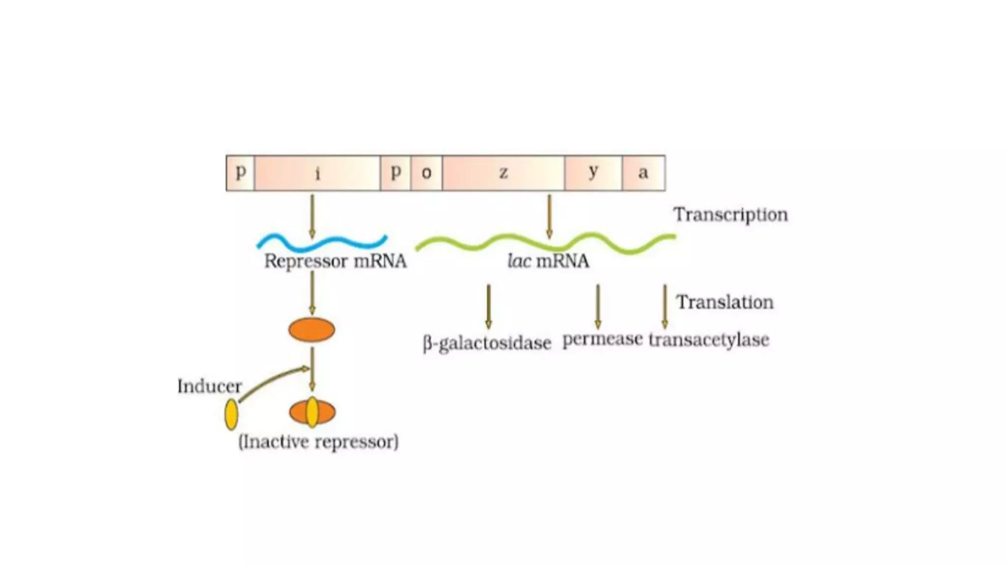 Gene Regulation in Prokaryotes.pptx