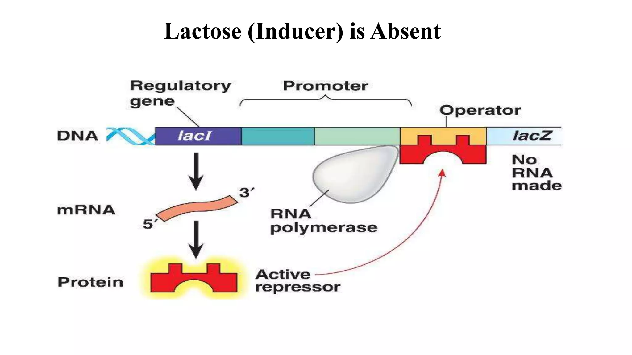 Gene Regulation In Prokaryotes Pptx