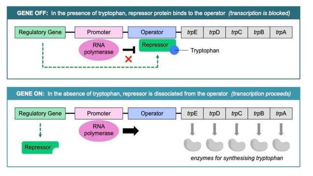 Gene Regulation in Prokaryotes.pptx