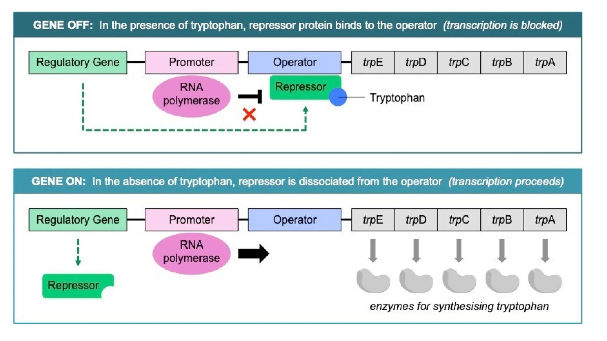 Gene regulation in Prokaryotes ( Lac Operon Model).pptx