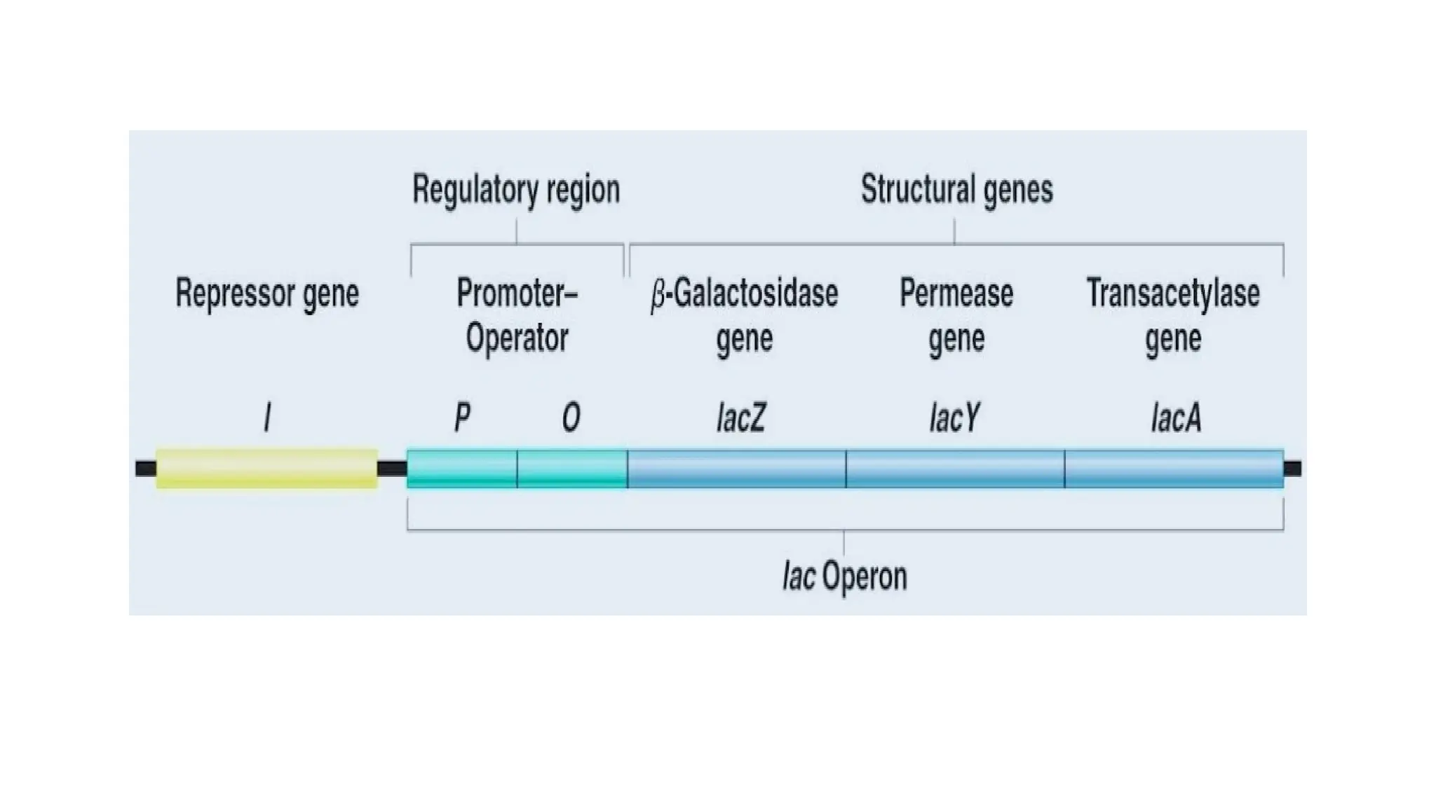 Gene regulation in Prokaryotes ( Lac Operon Model).pptx