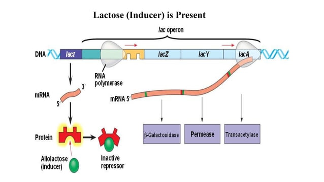 Gene regulation in Prokaryotes ( Lac Operon Model).pptx