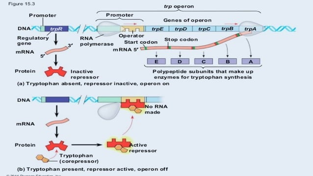 Gene regulation in Prokaryotes ( Lac Operon Model).pptx