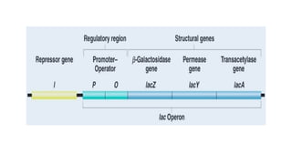 Gene regulation in Prokaryotes ( Lac Operon Model).pptx