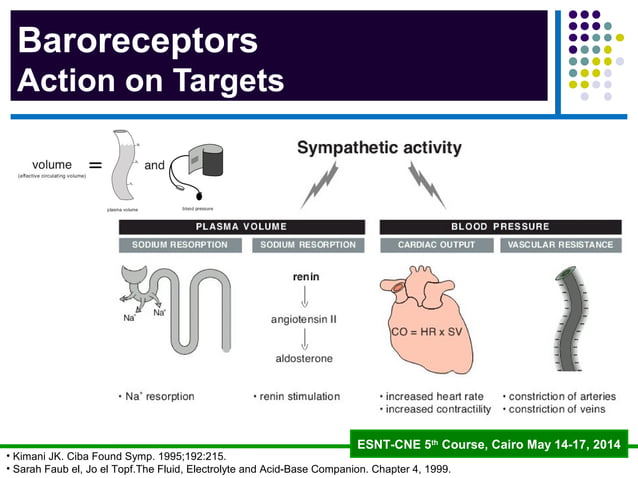 Effective Circulating Volume Control - Dr. Gawad | PPT | Endocrine and ...