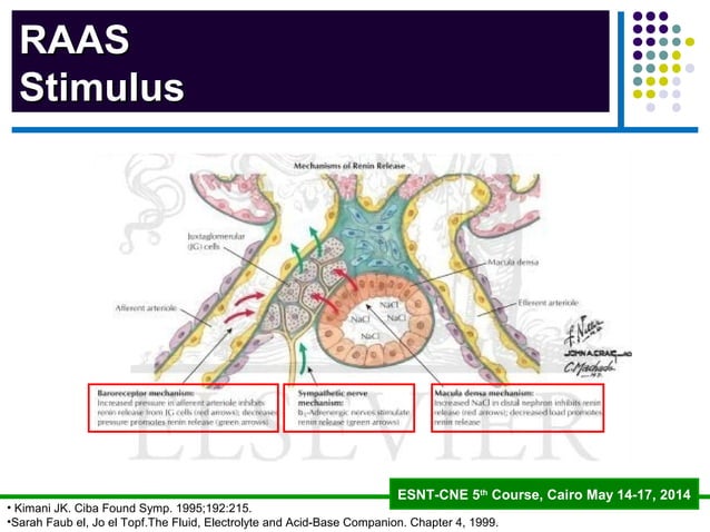 Effective Circulating Volume Control - Dr. Gawad | PPT | Endocrine and ...
