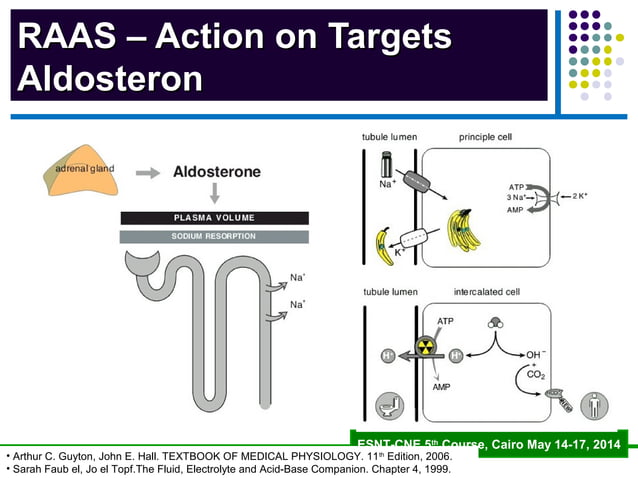 Effective Circulating Volume Control - Dr. Gawad | PPT | Endocrine and ...
