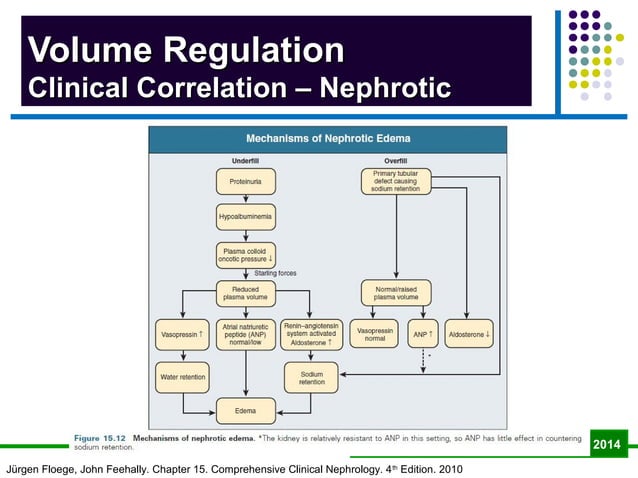 Effective Circulating Volume Control - Dr. Gawad | PPT | Endocrine and ...