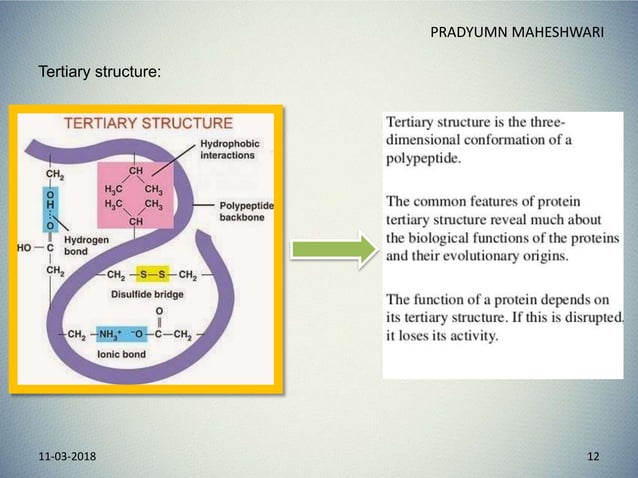Structure and Functions of Proteins | PPT