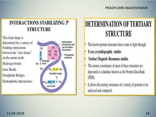 Structure and Functions of Proteins | PPT