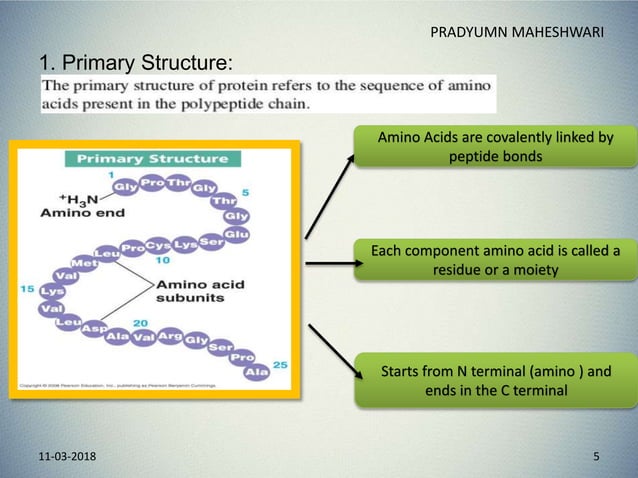 Structure and Functions of Proteins | PPT