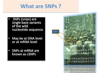 Allele mining in crop improvement | PPTX