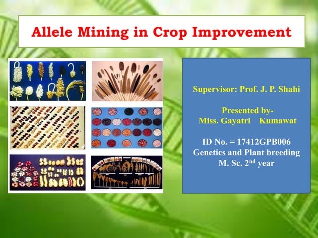 Allele mining in crop improvement | PPTX | Genetics | Science