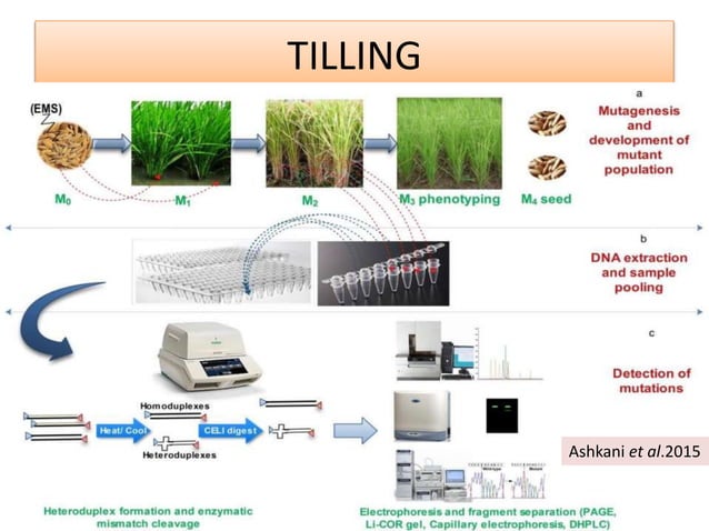 Allele mining in crop improvement | PPTX | Genetics | Science