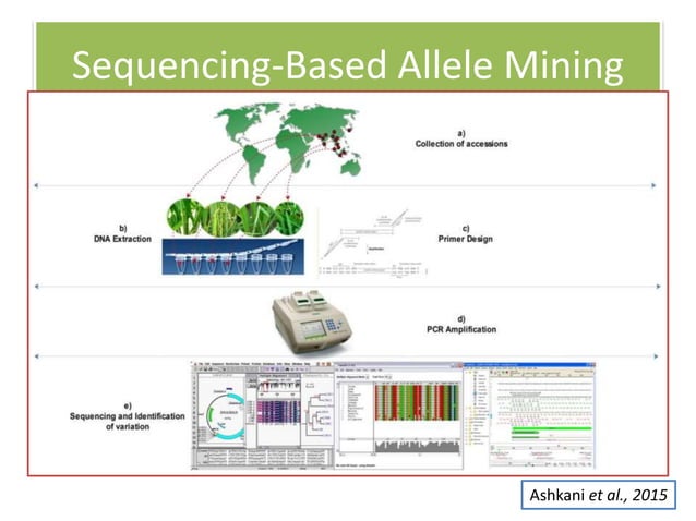 Allele mining in crop improvement | PPTX | Genetics | Science