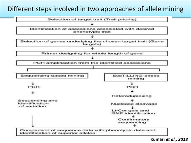 Allele mining in crop improvement | PPTX | Genetics | Science