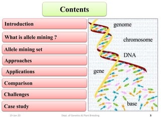 Allele mining in crop improvement | PPTX