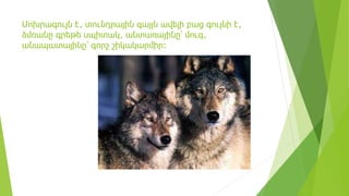 Գայլի մասին | PPTX