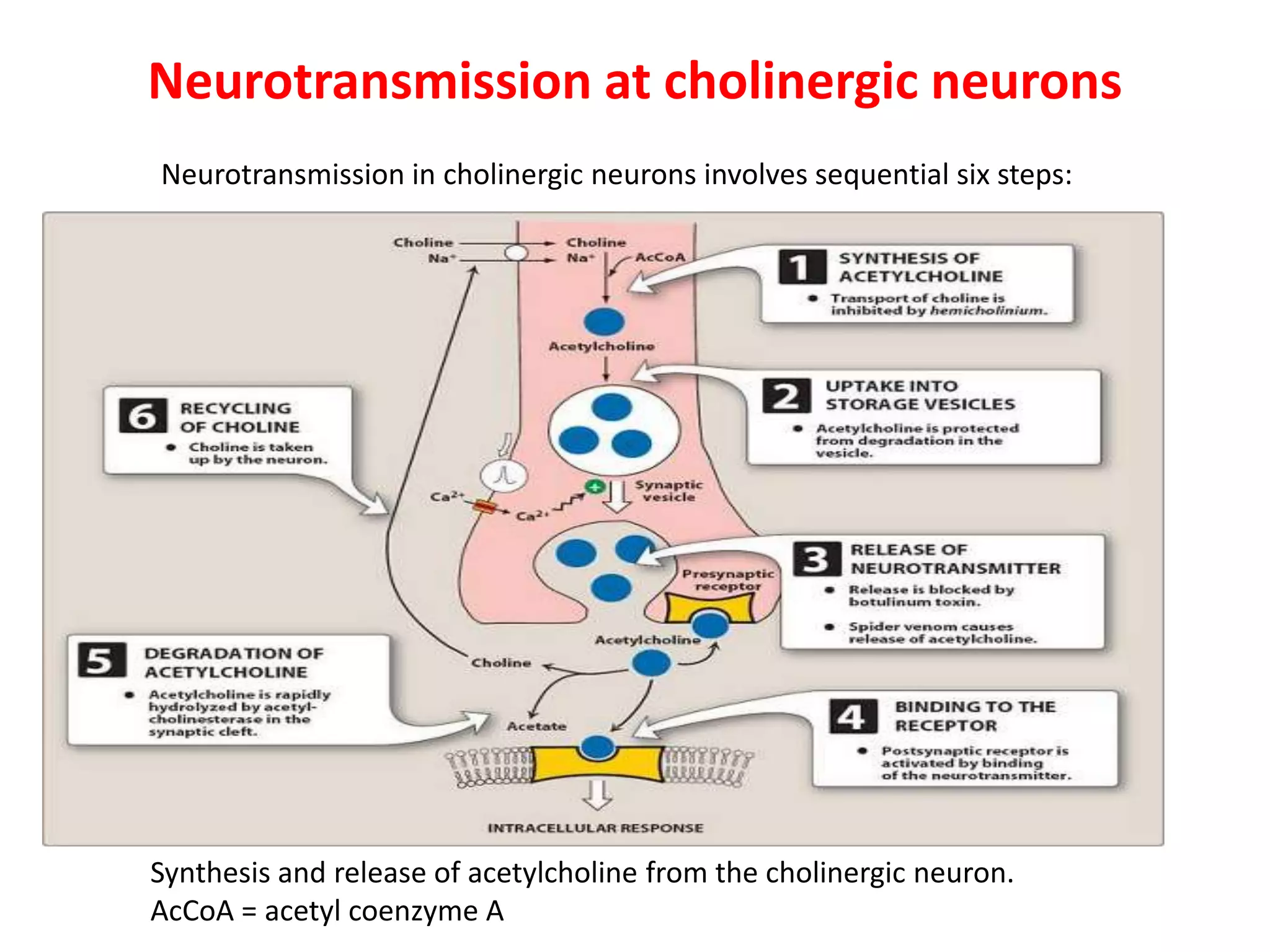 parasympathomimetics drugs | PPTX