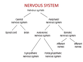 parasympathomimetics drugs | PPTX