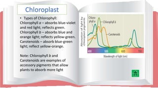 GB2 Intro to Photosynthesis.pptx