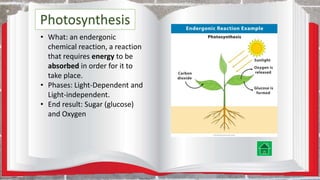 GB2 Intro to Photosynthesis.pptx