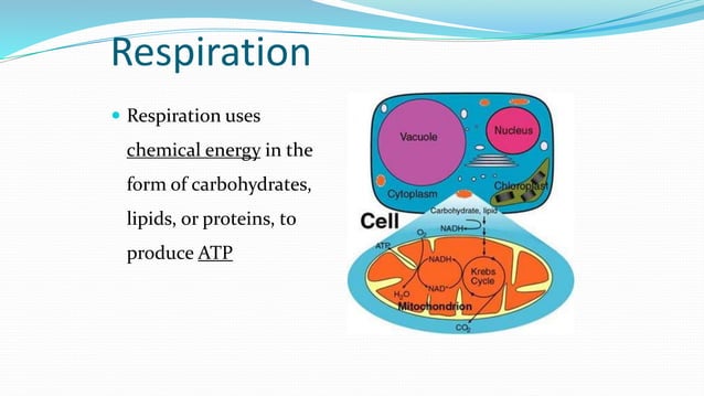 GB2 W1L2 Cellular Respiration for pdf.pptx