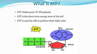 GB2 W1L2 Cellular Respiration for pdf.pptx