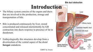 Radiologic anatomy of gallbladder and biliary tree | PPTX
